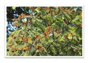 Monarch Overwintering - Nature's Way Resources
