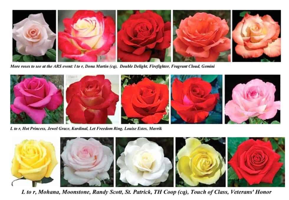 Sophisticated Rose Grower - Nature's Way Resources