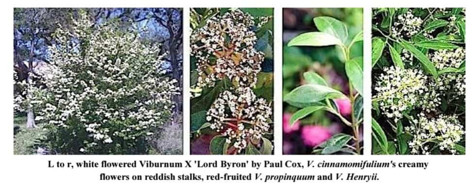 Viburnums - Nature's Way Resources