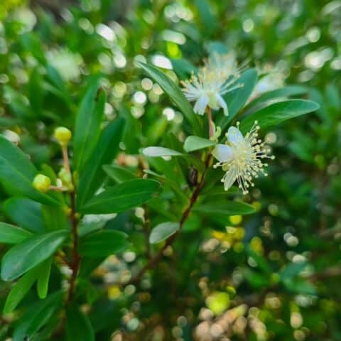 Wax Myrtle - Nature's Way Resources