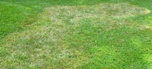 BROWN PATCH and TAKE-ALL PATCH - Warning Signs - Nature's Way Resources