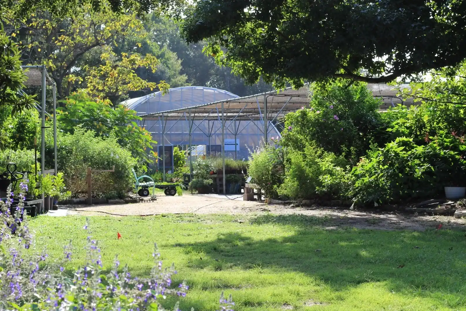 Houston Native Plants: Winter Color, Marigolds & Manure Insights