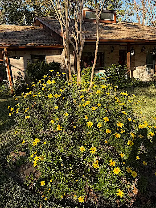 Cold-Hardy Plants for Houston: African Bush Daisy & Winter Color - 614