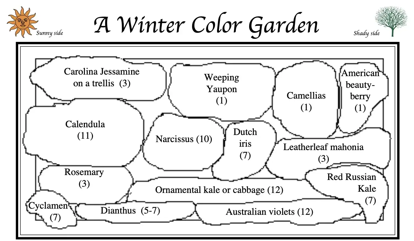 Cold-Hardy Plants for Houston: African Bush Daisy & Winter Color - 614